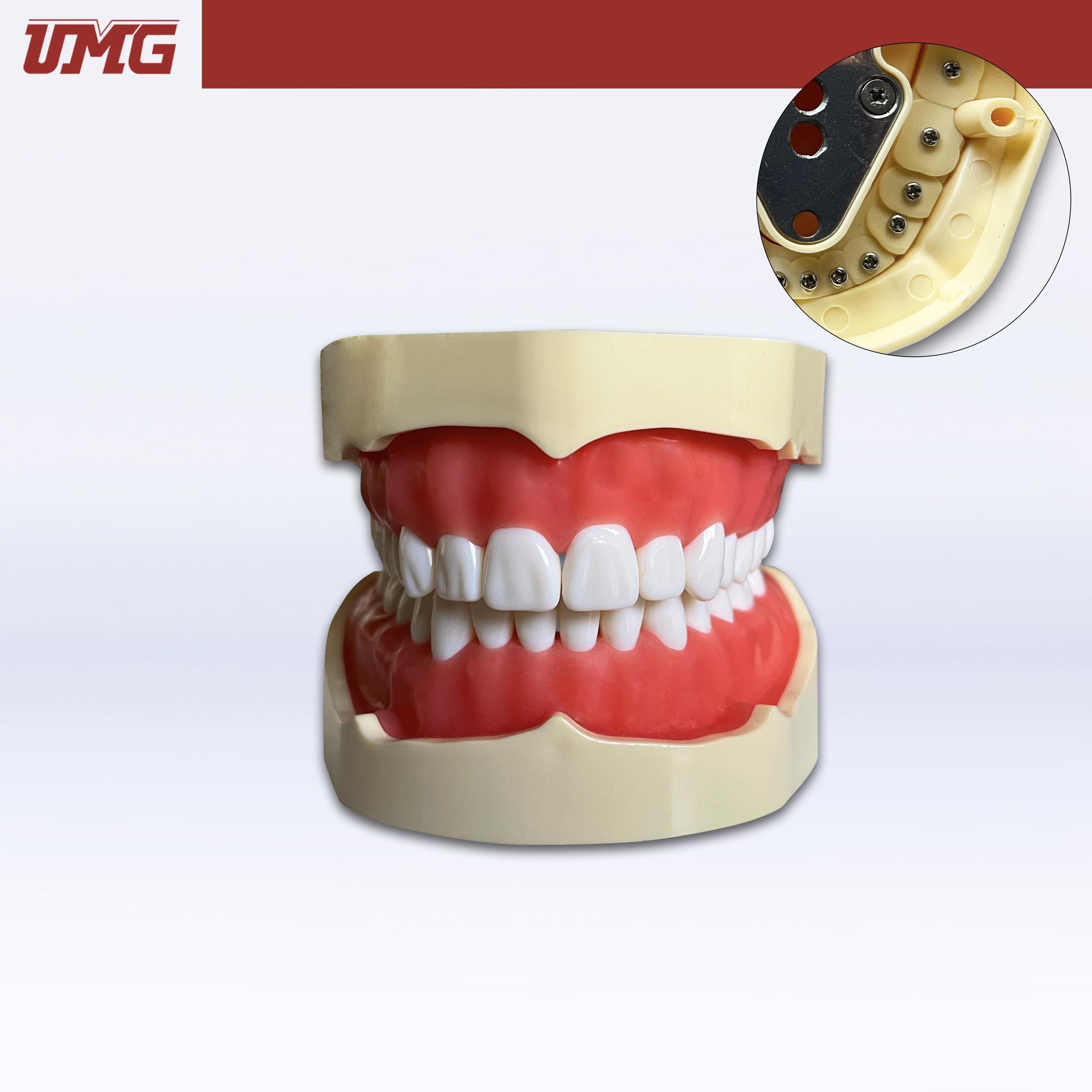 Umg Dental - Umg Model Removable Teeth Training Model Upper Lower Jaw ...
